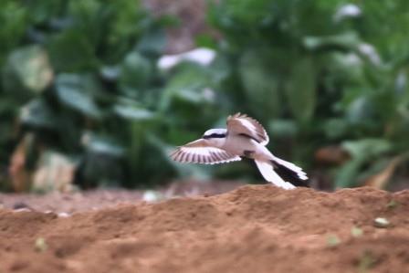 Japan-Birding "Trip Reports"