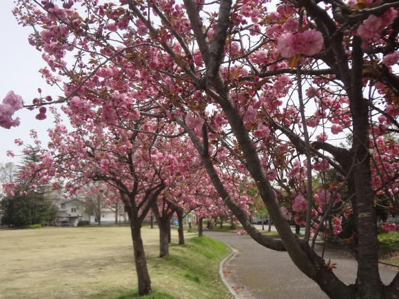 華やかな八重桜