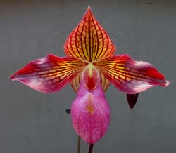 広く行われているメジャーな交配だがこれだけの色と形は