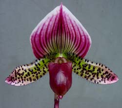 なかなか改良に取り込めないタイプから得た結果で、大きさ