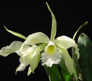 Rlc. Lester McDonald