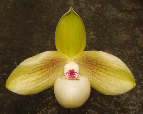 Paph. Shun-Fa Golden （イメージ写真＝大体こういう花が咲きます）