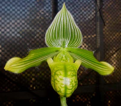 Paph. venustum fma.album イメージ写真