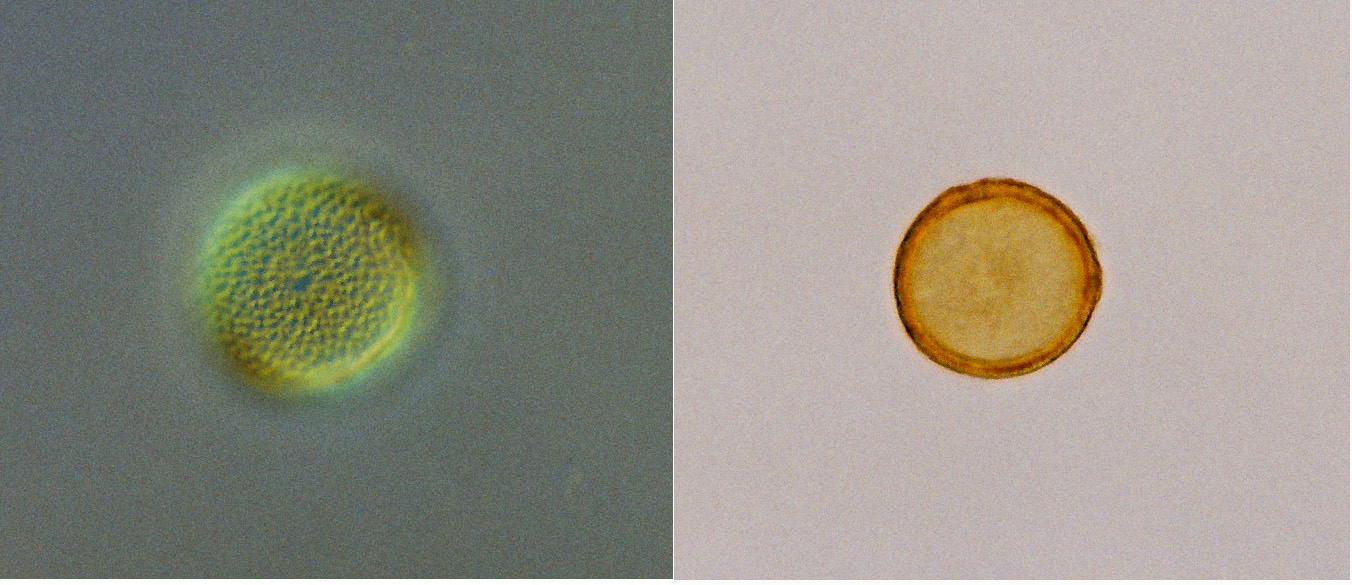 ページ－ヤマトミクリの花粉形態と花